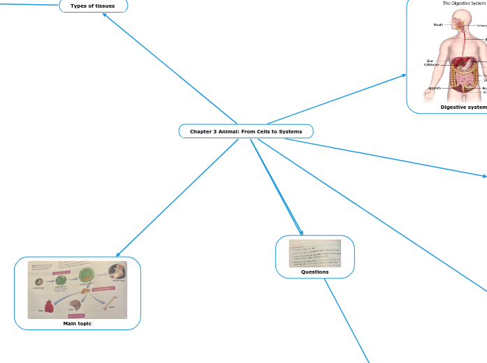 Chapter 3 Animal: From Cells to Systems - Mind Map